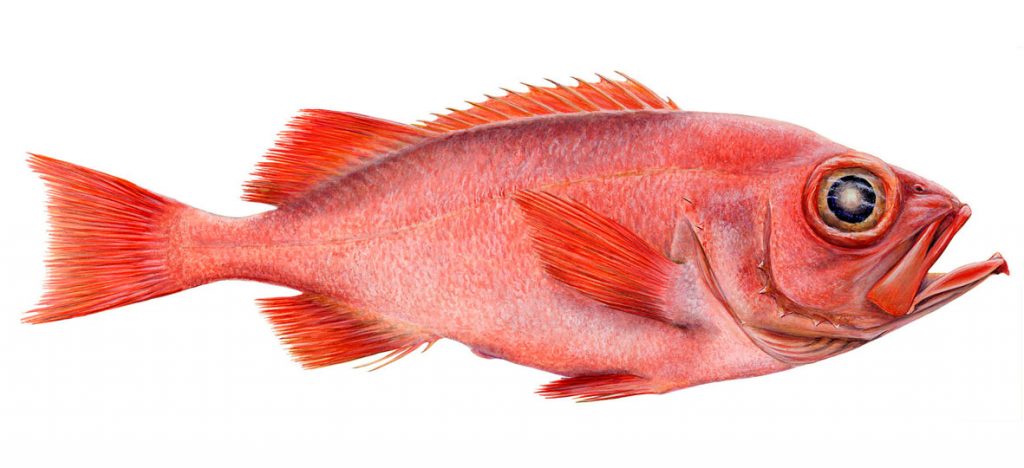 Afurðir | Loðnuvinnslan